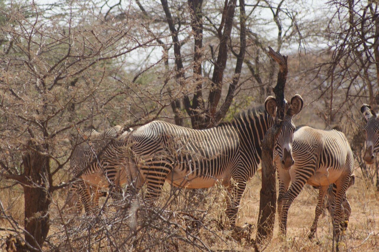 The Great Grevy Rally Experience